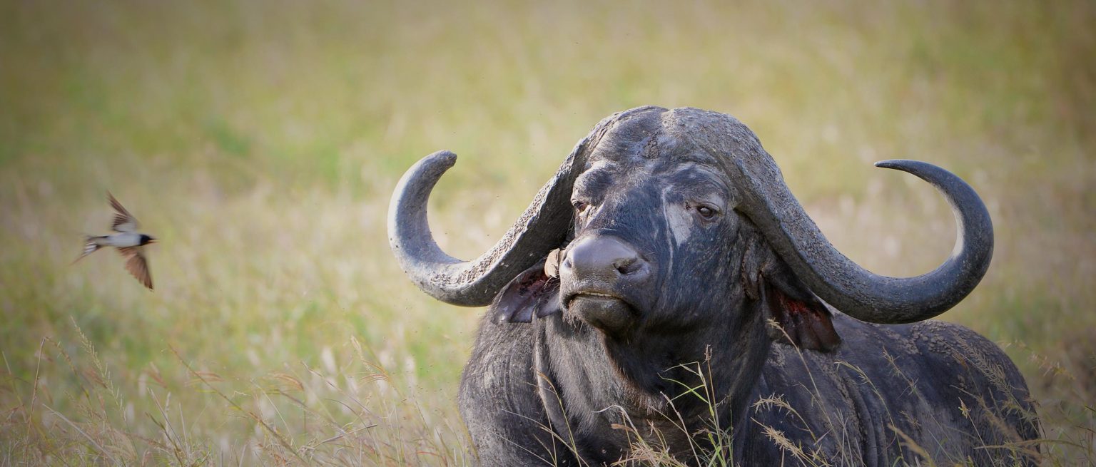 Interesting Facts about African Buffalo