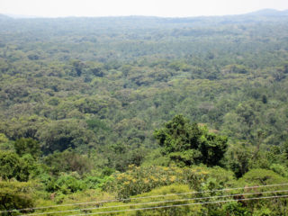 Top Activities to do in Maramagambo Forest