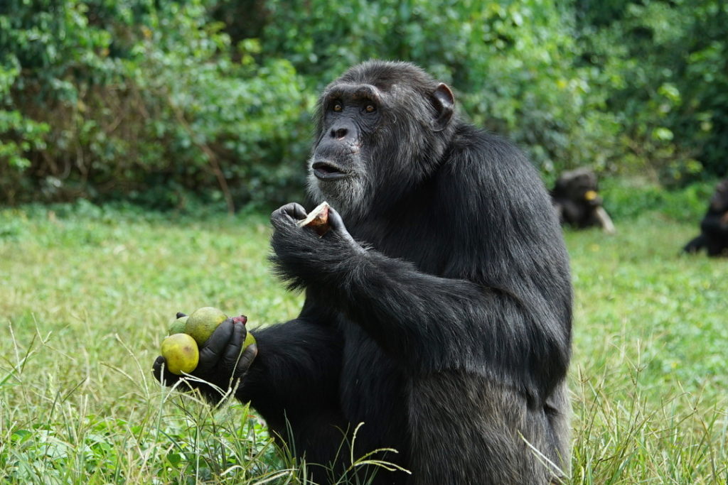 1 Day Ngamba Chimpanzee Tour -Adventure Uganda Safaris
