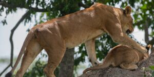 When is the Ideal Time to see Lions in Uganda?
