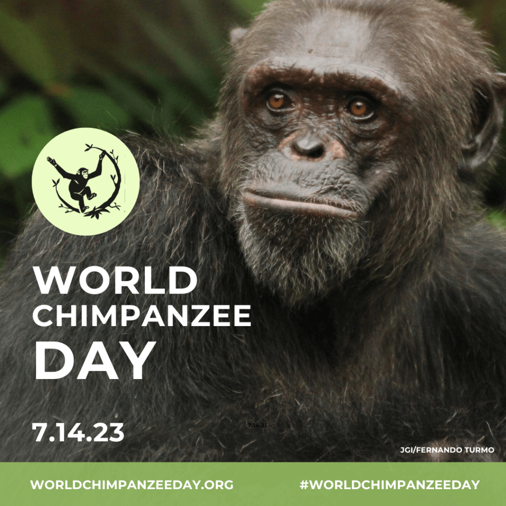 World Chimpanzee Day every 14/July; What is it & Why Celebrate it